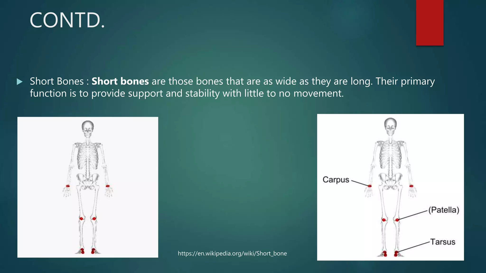 Anatomy of bones | PDF