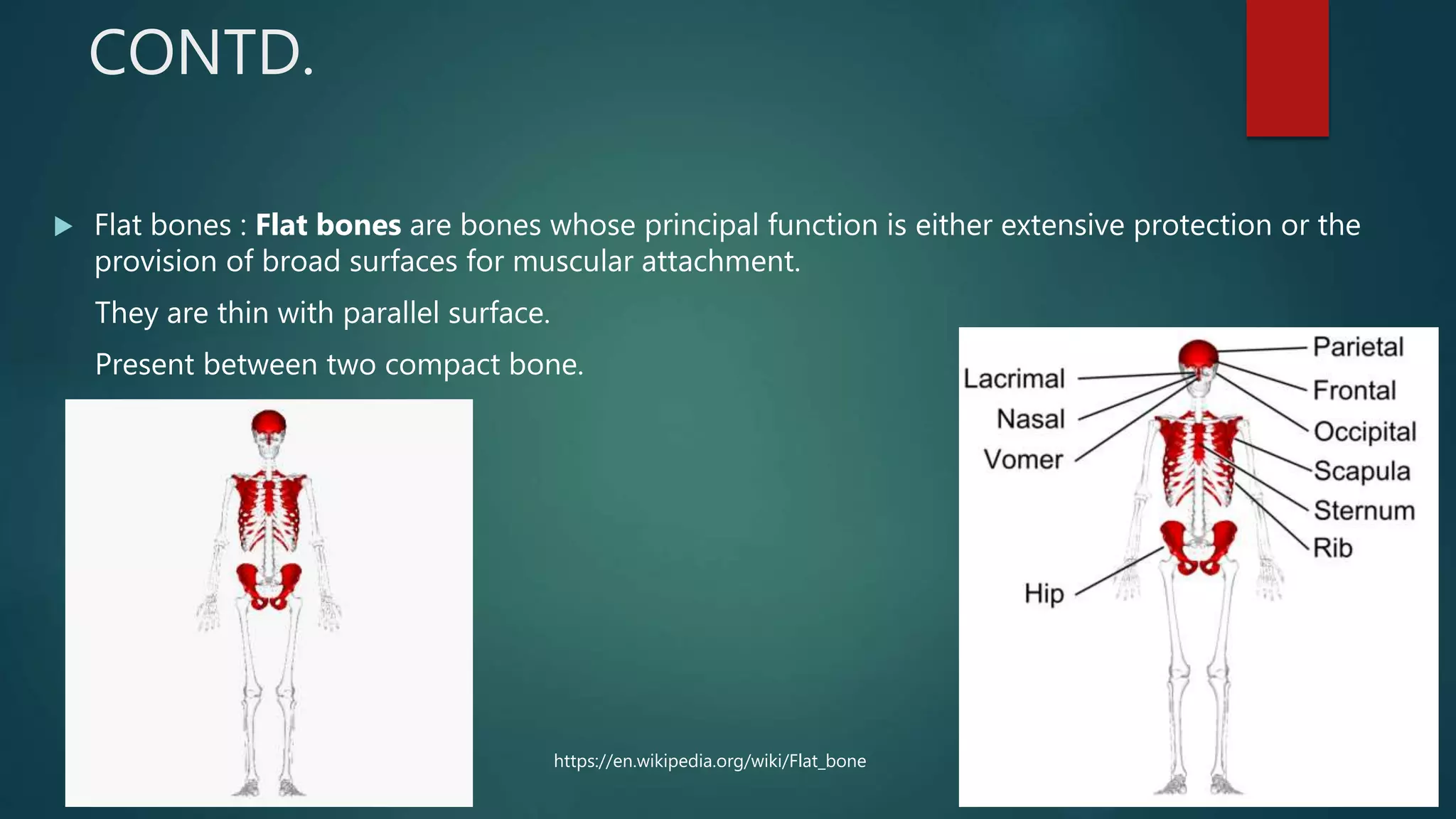 Anatomy of bones | PDF