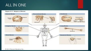Anatomy of bones | PDF