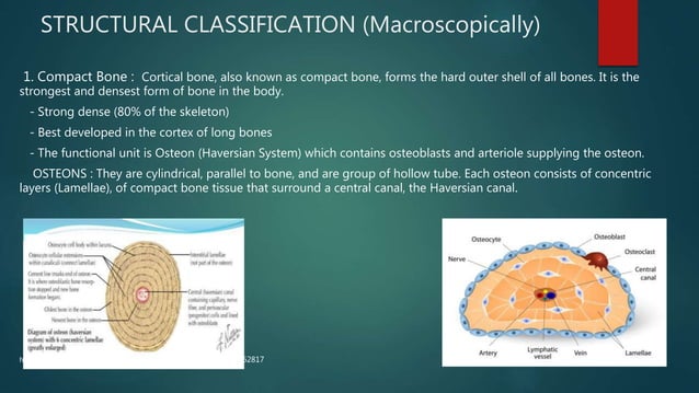 Anatomy of bones | PDF