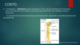Anatomy of bones | PDF