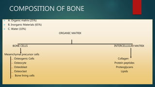 Anatomy of bones | PDF