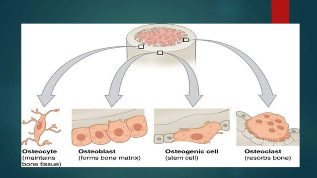 Anatomy of bones | PDF