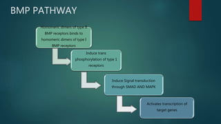 Anatomy of bones | PDF
