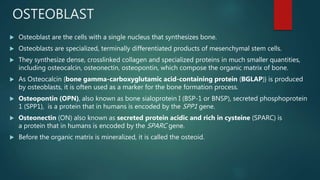 Anatomy of bones | PDF