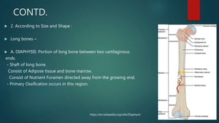 Anatomy of bones | PDF
