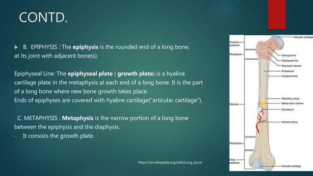 Anatomy of bones | PDF