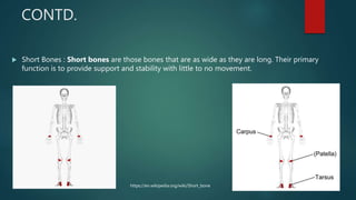 Anatomy of bones | PDF