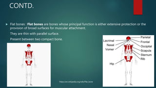 Anatomy of bones | PDF