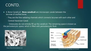 "Anatomy and Physiology of Bone"- Sheersha Pramanik | PPTX