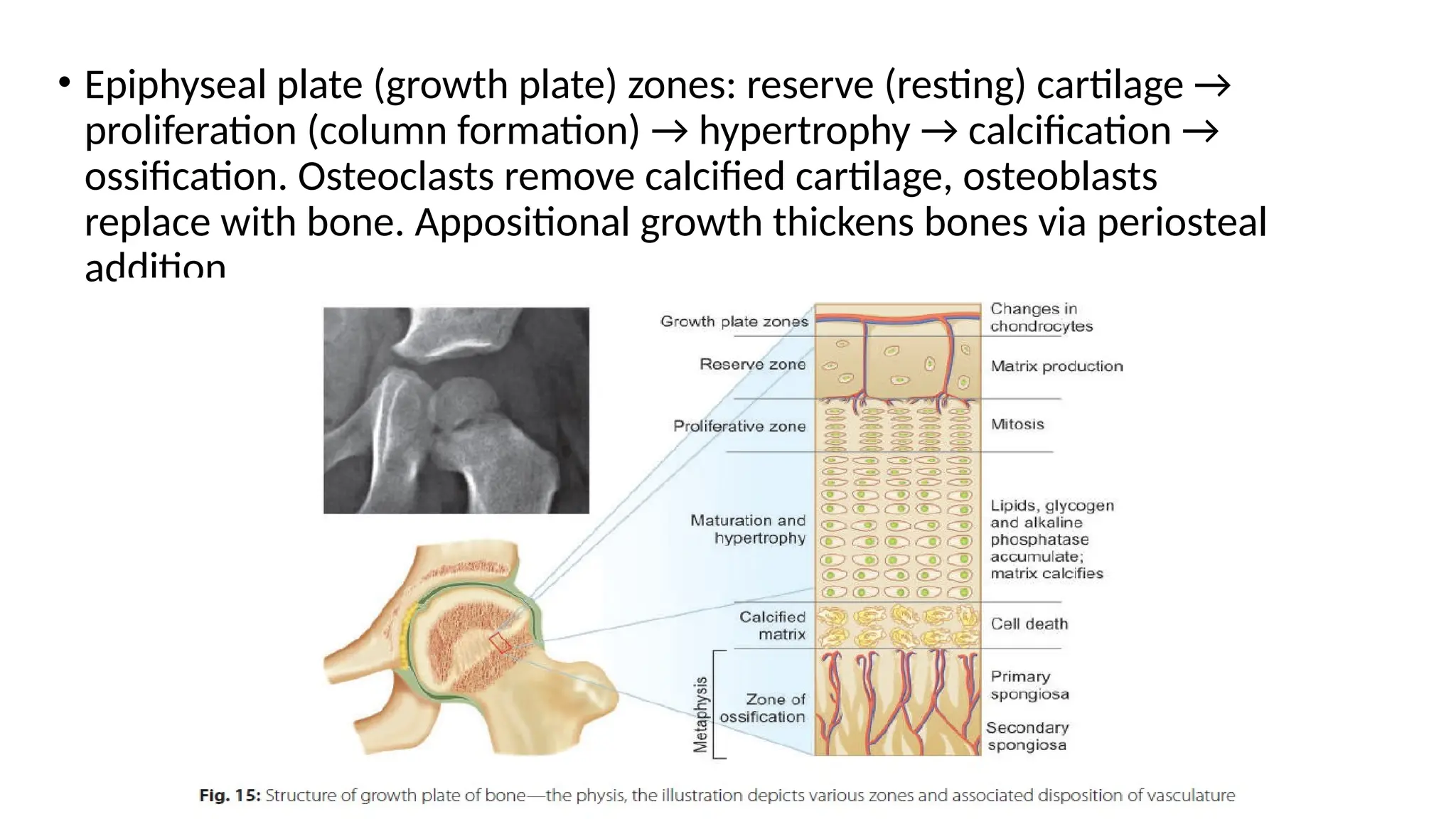 ANATOMY OF BONE , types of bone , blood supply of bone | PPTX