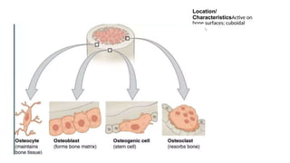 ANATOMY OF BONE , types of bone , blood supply of bone | PPTX