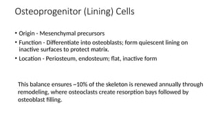 ANATOMY OF BONE , types of bone , blood supply of bone | PPTX