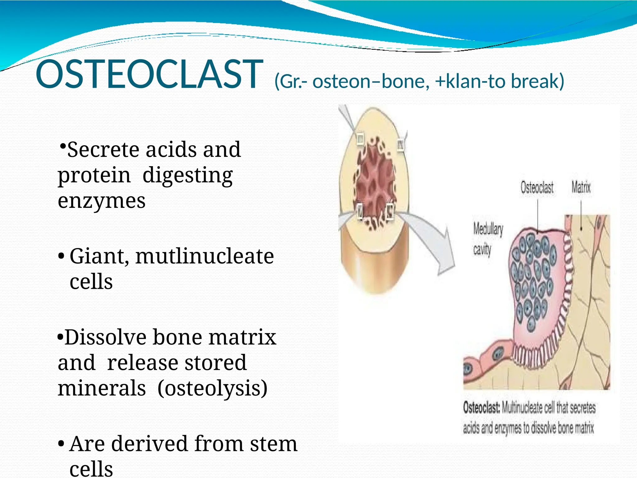 Anatomy Of Bone and CarDFGFHGJKL;JHtilage.pptx