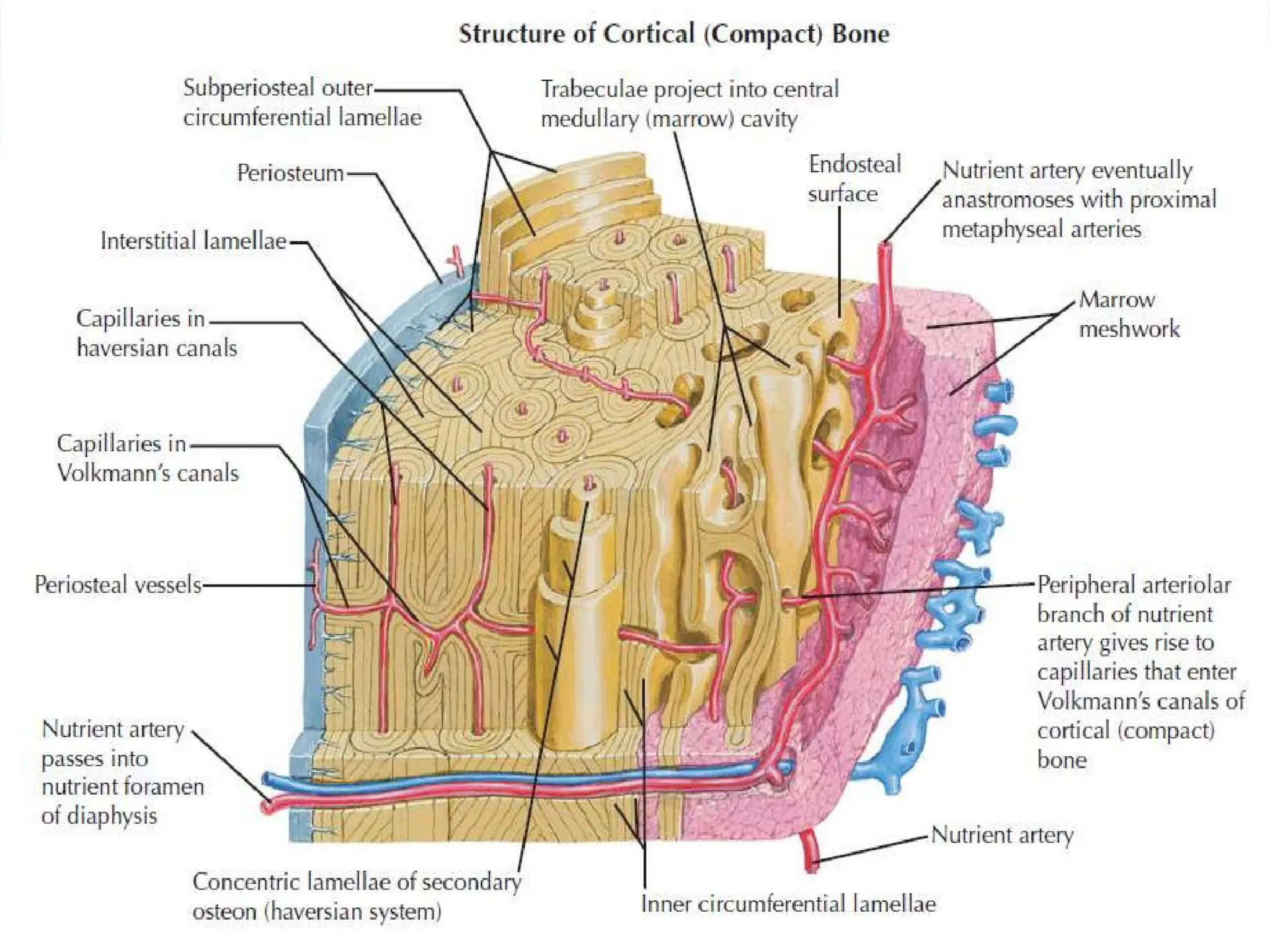 Anatomy Of Bone and CarDFGFHGJKL;JHtilage.pptx