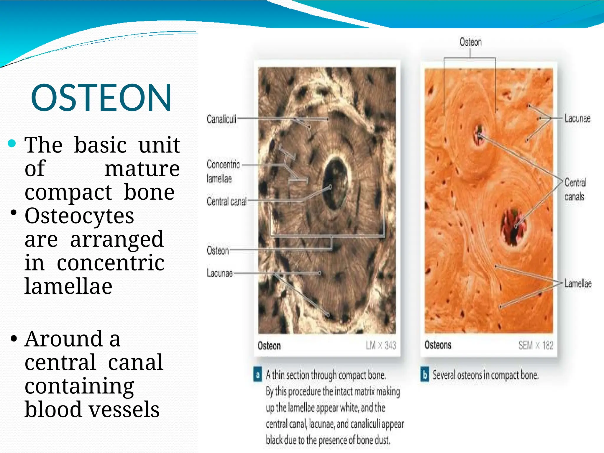 Anatomy Of Bone and CarDFGFHGJKL;JHtilage.pptx