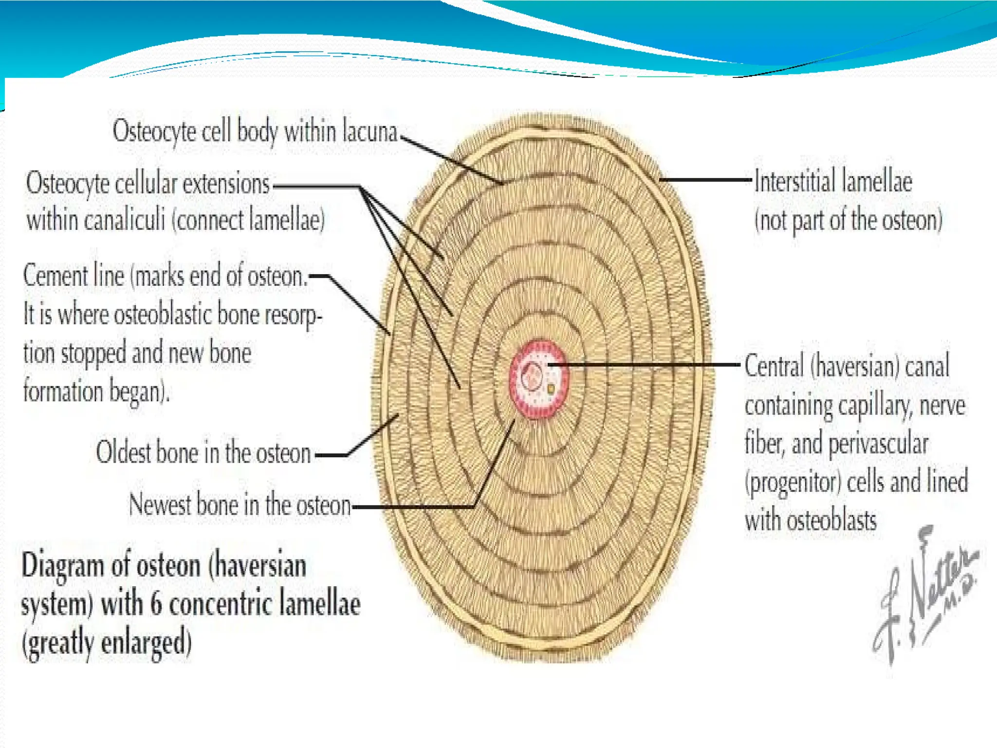 Anatomy Of Bone and CarDFGFHGJKL;JHtilage.pptx