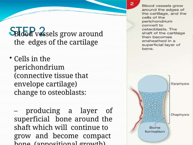 Anatomy Of Bone and CarDFGFHGJKL;JHtilage.pptx
