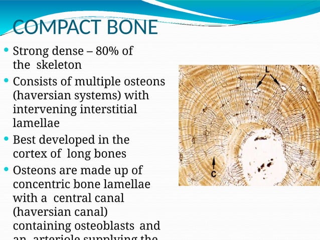 Anatomy Of Bone and CarDFGFHGJKL;JHtilage.pptx