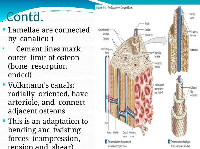 Anatomy Of Bone and CarDFGFHGJKL;JHtilage.pptx