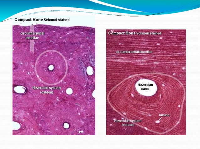 Anatomy Of Bone and CarDFGFHGJKL;JHtilage.pptx