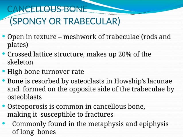 Anatomy Of Bone and CarDFGFHGJKL;JHtilage.pptx