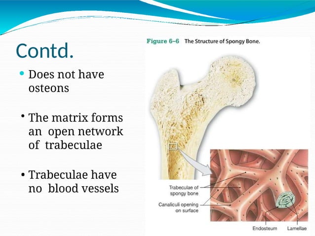 Anatomy Of Bone and CarDFGFHGJKL;JHtilage.pptx