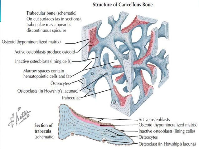 Anatomy Of Bone and CarDFGFHGJKL;JHtilage.pptx