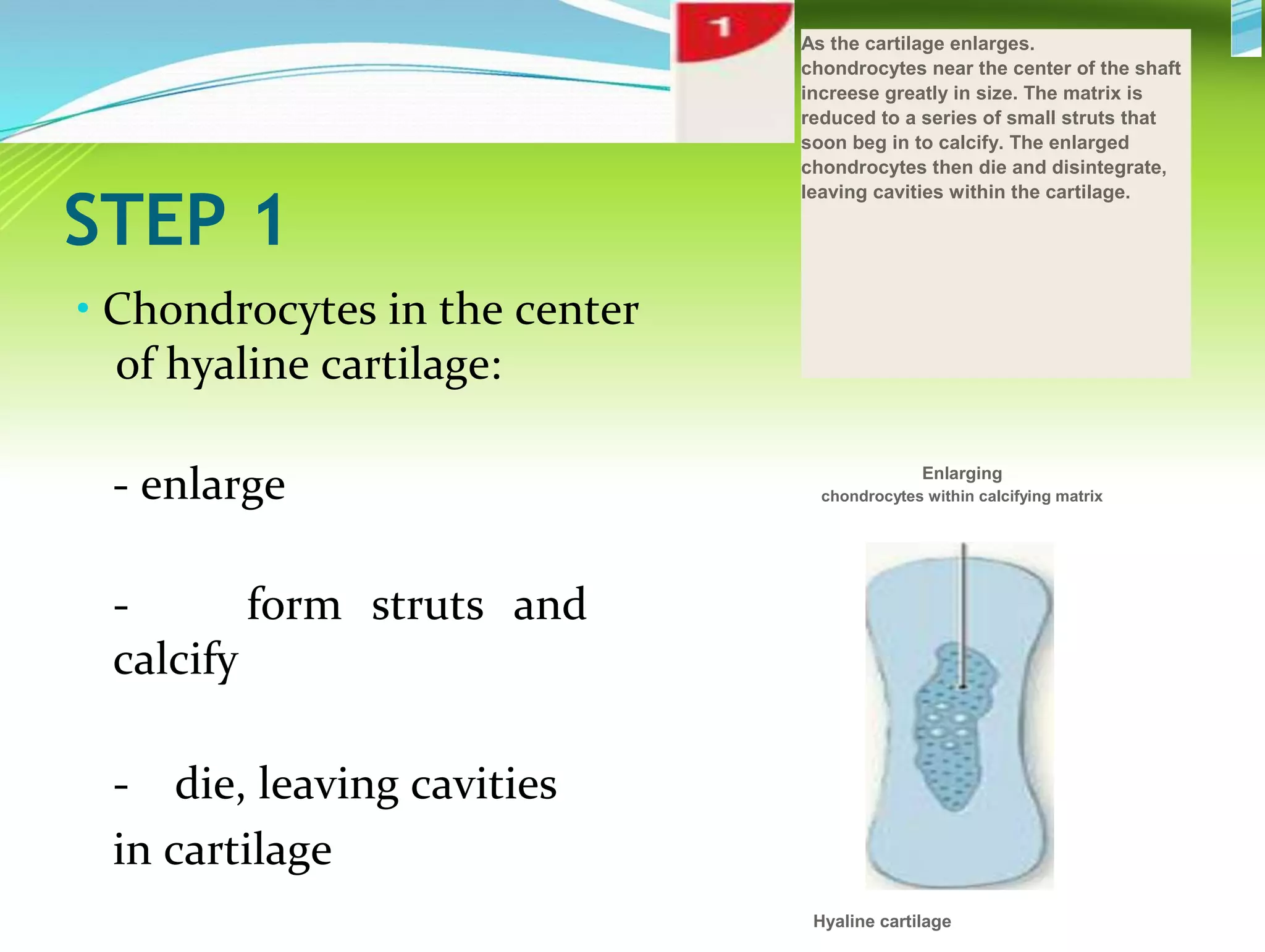 Anatomy And Physiology of cartilage | PPT