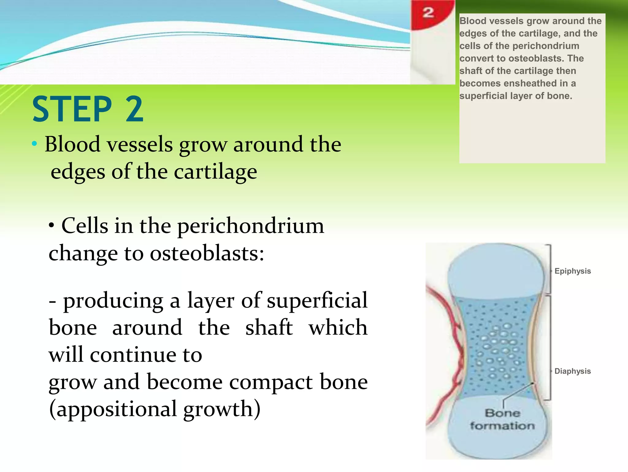 Anatomy And Physiology of cartilage | PPT
