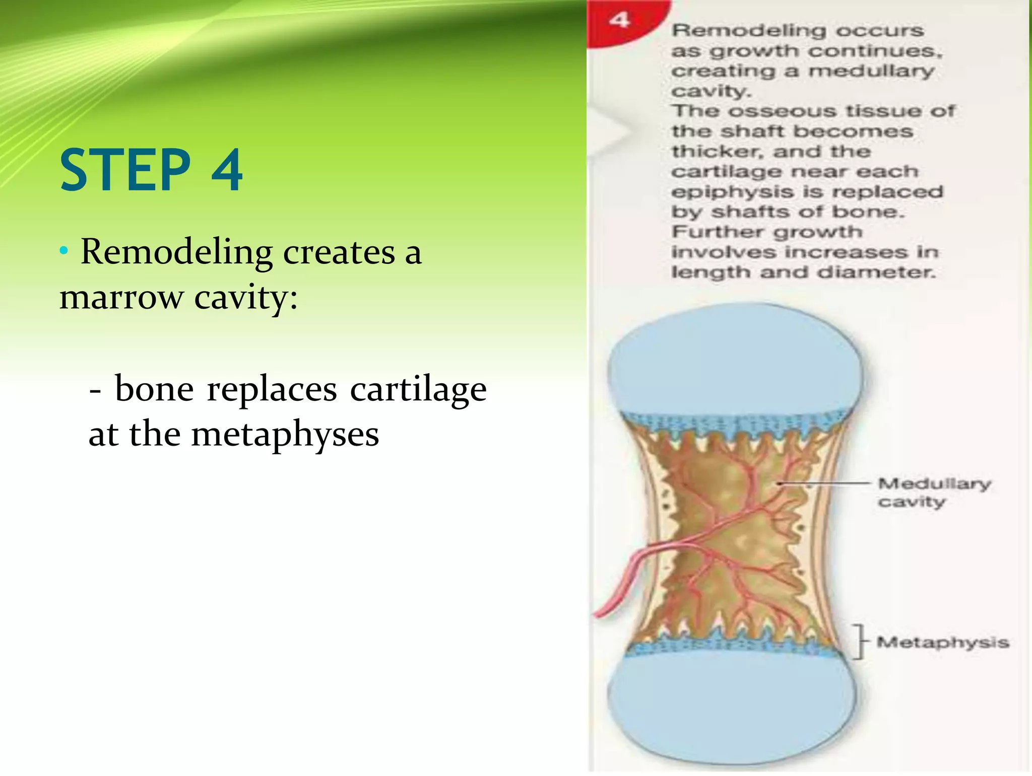 Anatomy And Physiology of cartilage | PPT
