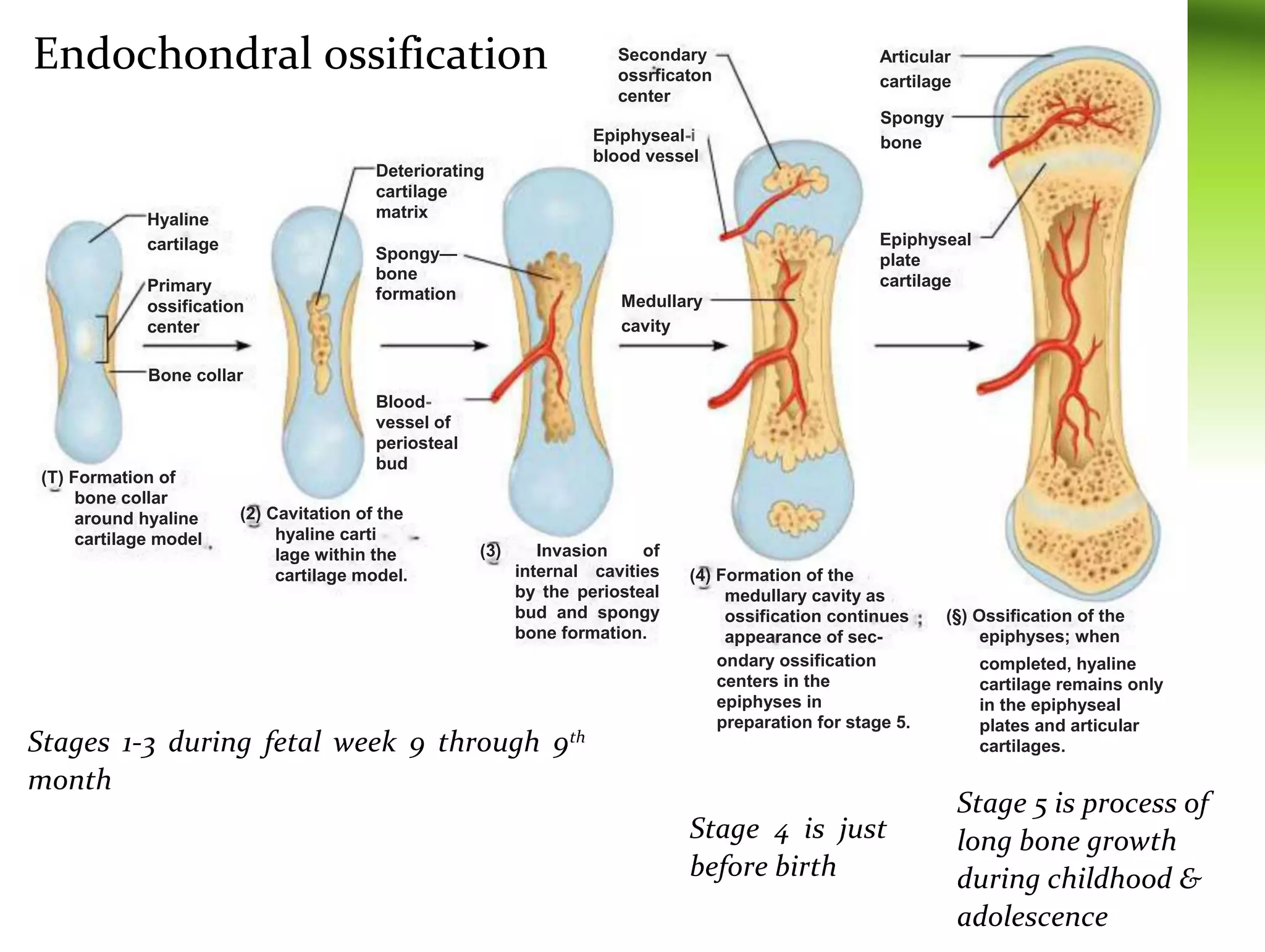 Anatomy And Physiology of cartilage | PPT
