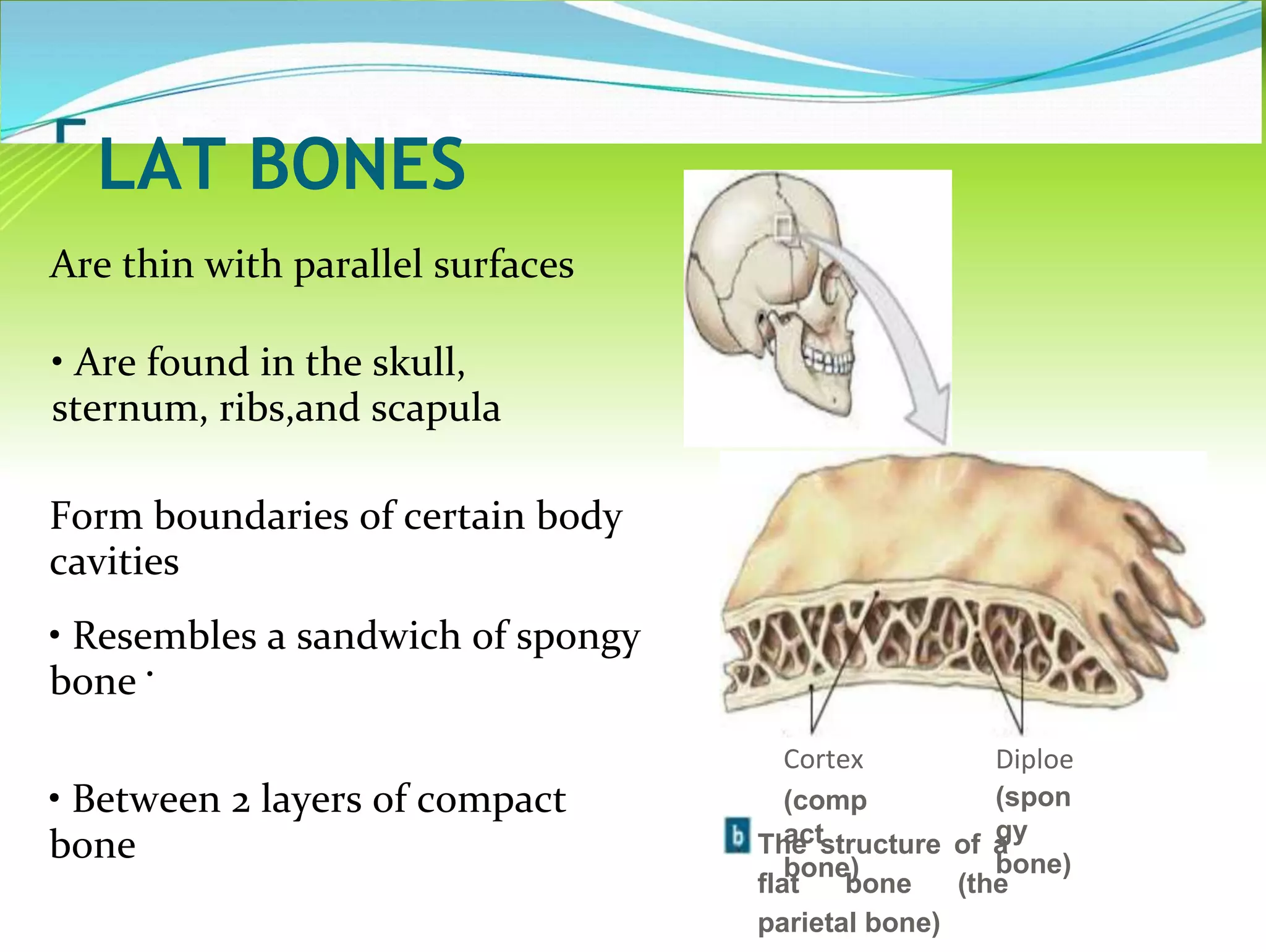 Anatomy And Physiology of cartilage | PPT