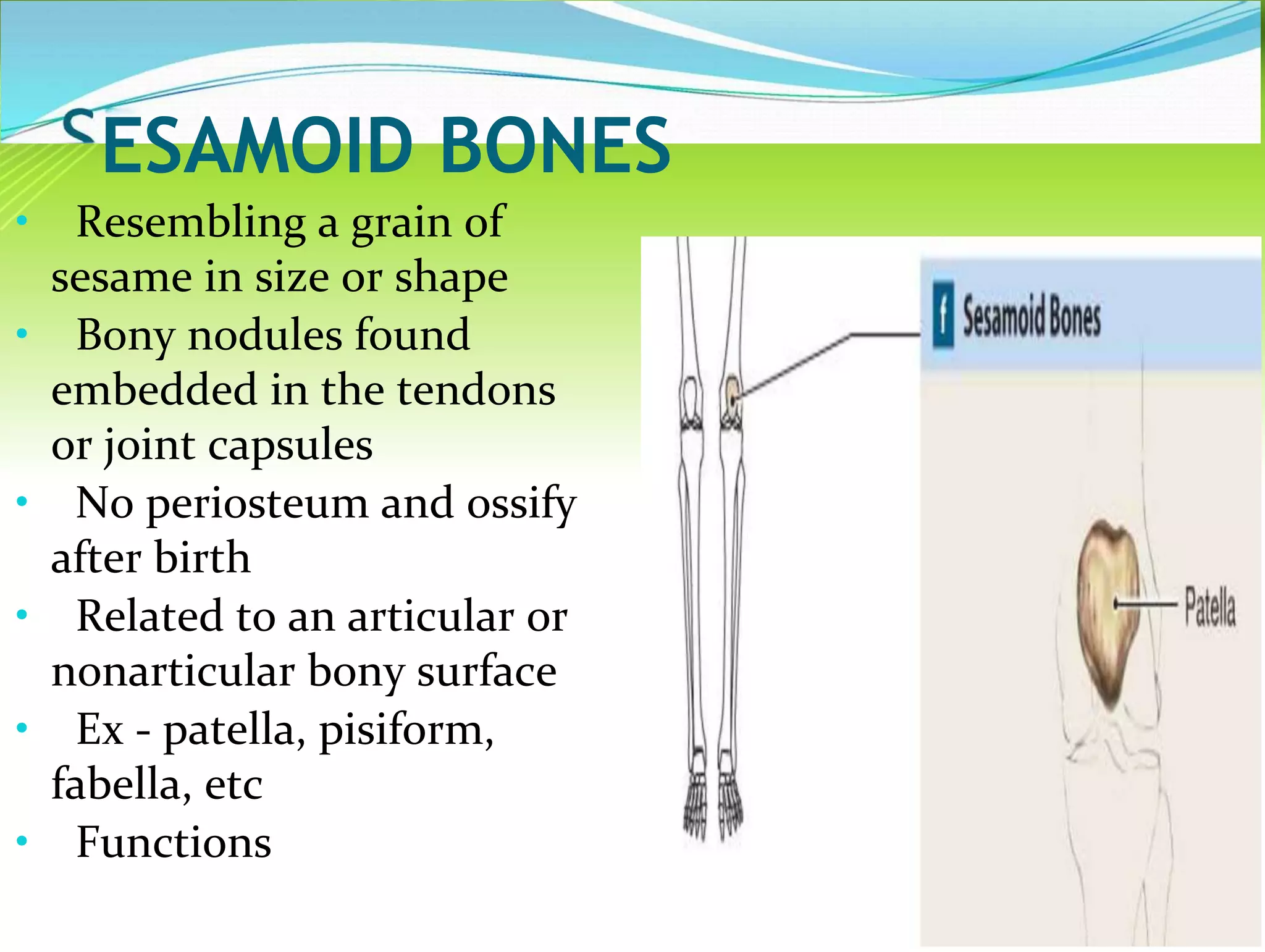 Anatomy And Physiology of cartilage | PPT