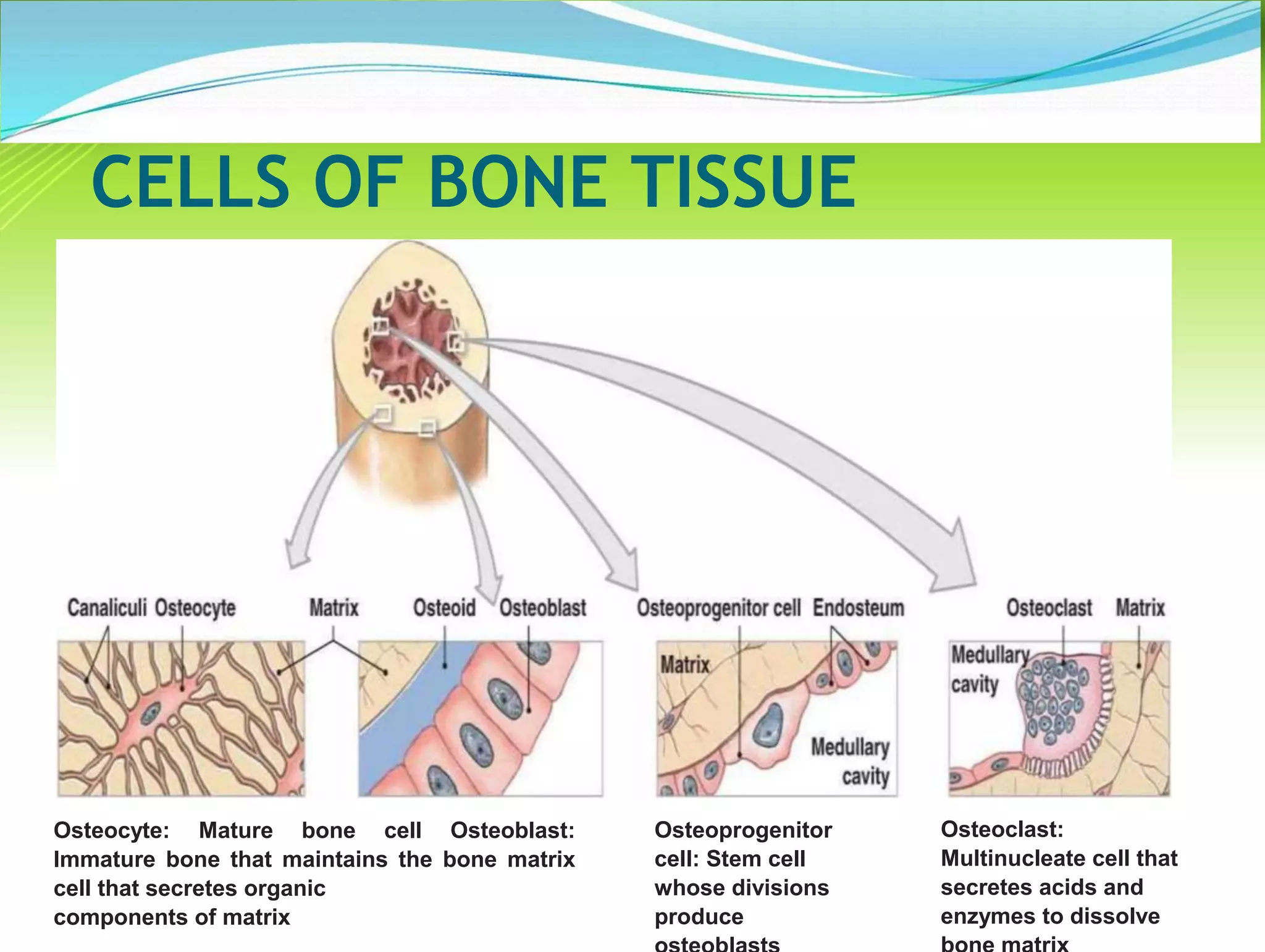Anatomy And Physiology of cartilage | PPT