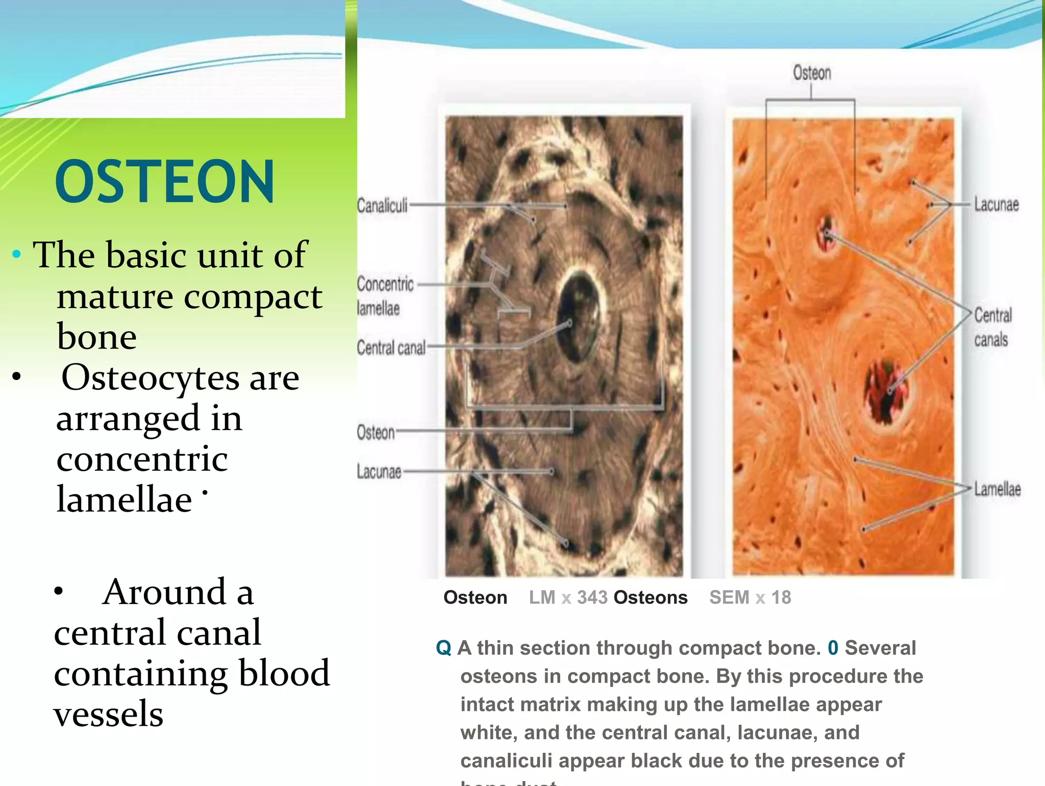 Anatomy And Physiology of cartilage | PPT