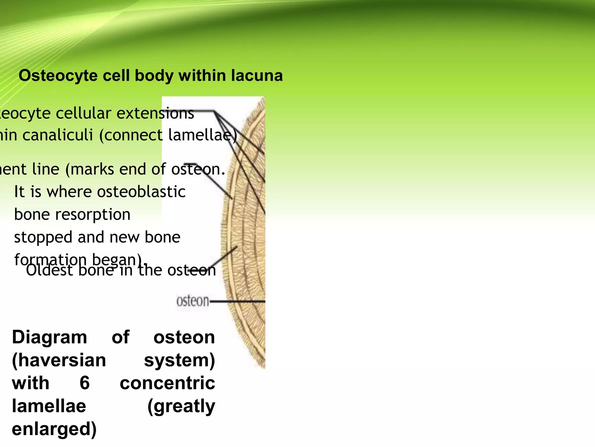 Anatomy And Physiology of cartilage | PPT