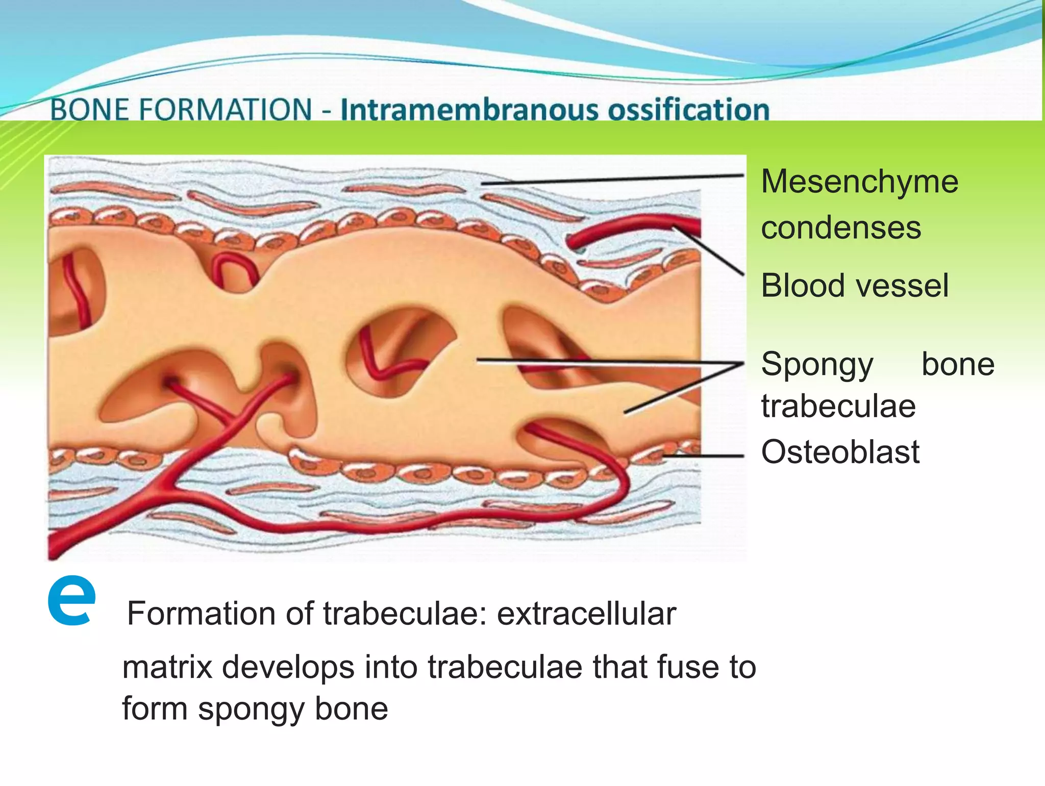 Anatomy And Physiology of cartilage | PPT