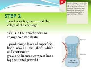 Anatomy And Physiology of cartilage | PPT
