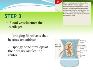 Anatomy And Physiology of cartilage | PPT