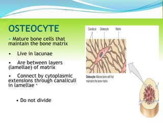 Anatomy And Physiology of cartilage | PPT