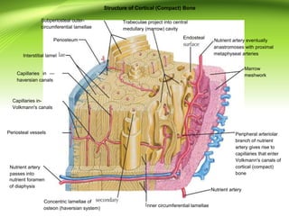 Anatomy And Physiology of cartilage | PPT