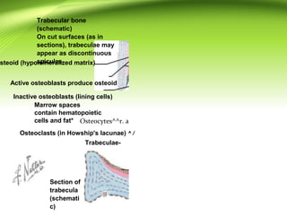 Anatomy And Physiology of cartilage | PPT