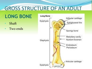 Anatomy And Physiology of cartilage | PPT