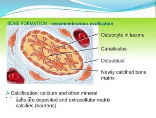 Anatomy And Physiology of cartilage | PPT
