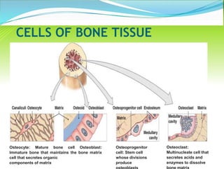 Cartilage Cell Diagram