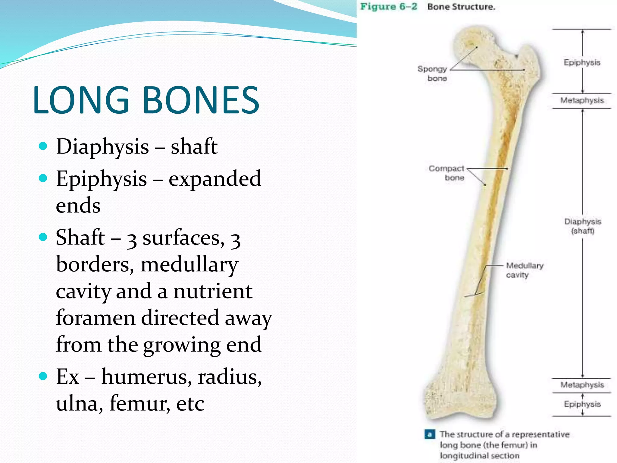 Anatomy of bone and Cartilage | PPT