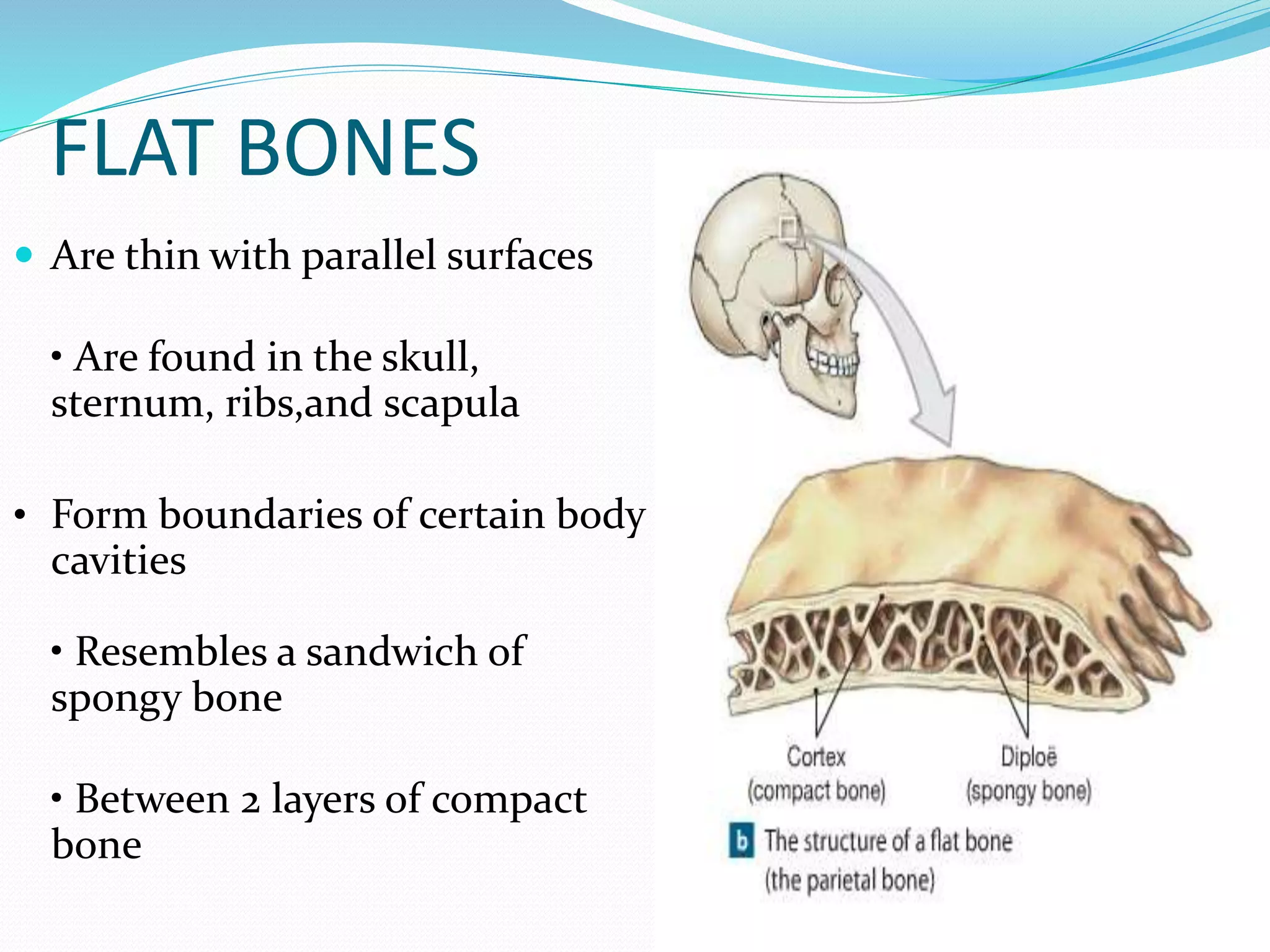 Anatomy of bone and Cartilage | PPT