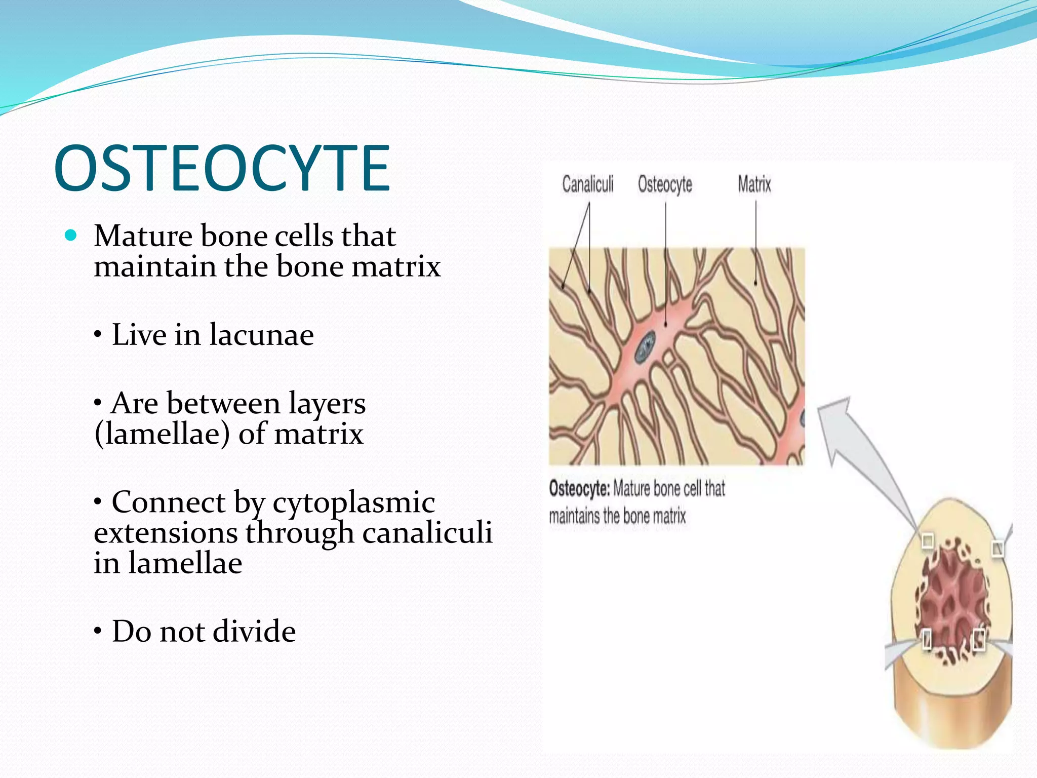 Anatomy of bone and Cartilage | PPT