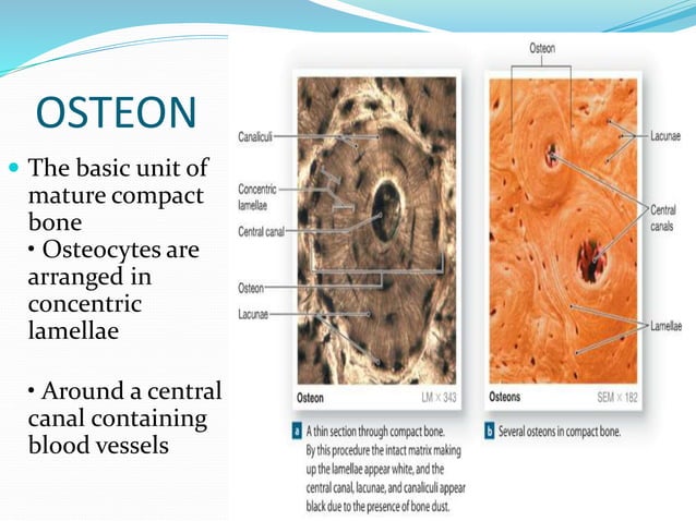 Anatomy of bone and Cartilage | PPT